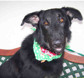 Bandit needs a family | Santa Rosa Press Gazette