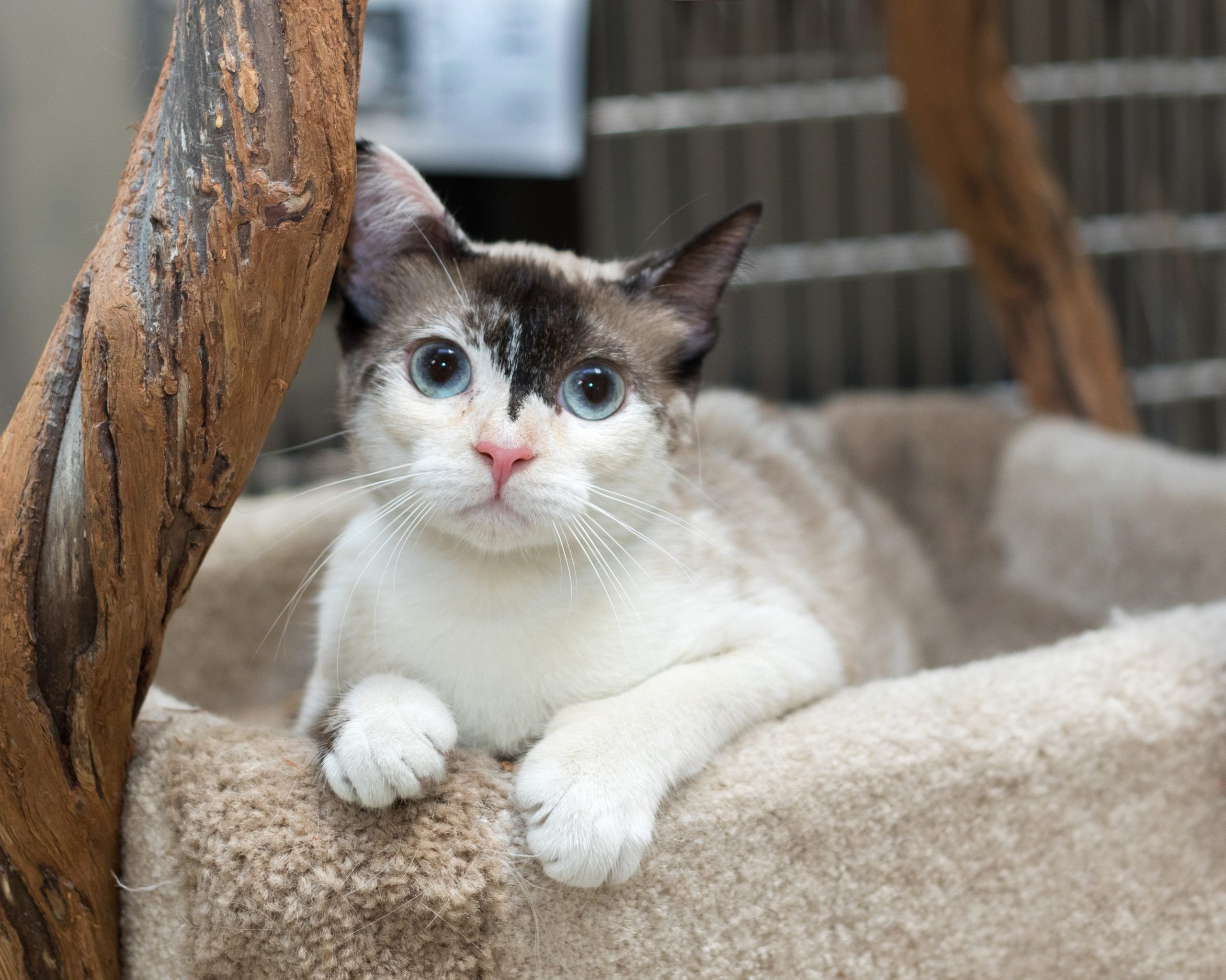 5 adoptable pets in Santa Rosa County | Santa Rosa Press Gazette