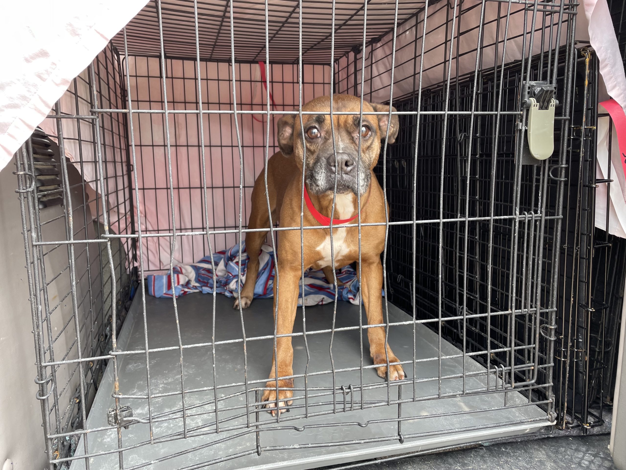 Santa Rosa Animal Services launches 2024-25 kennel sponsorship ... Santa Rosa Animal Services launches 2024-25 kennel sponsorship ...