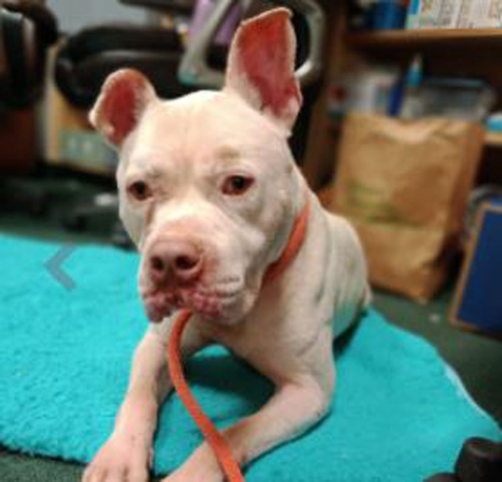 Dogs in the Workplace comes to Santa Rosa | Santa Rosa Press Gazette