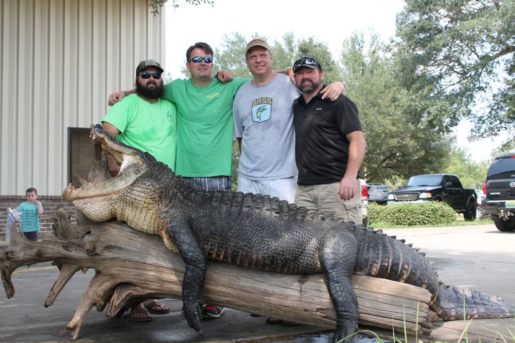 Four hunters land ancient beast, a 12' gator | Santa Rosa Press Gazette