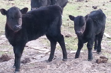 A new face to cattle | Santa Rosa Press Gazette