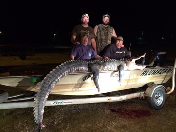 Milton man and crew catches 11 foot gator first time out | Santa Rosa ...