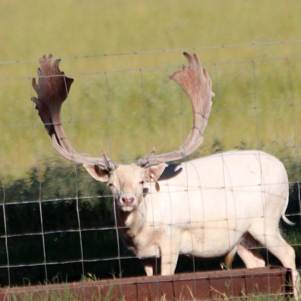 Santa Rosa Ranch opens | Santa Rosa Press Gazette
