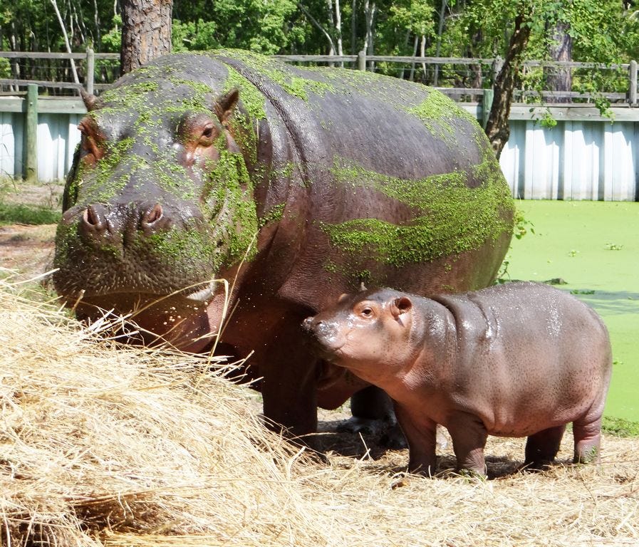 Zoo welcomes baby hippo | Santa Rosa Press Gazette