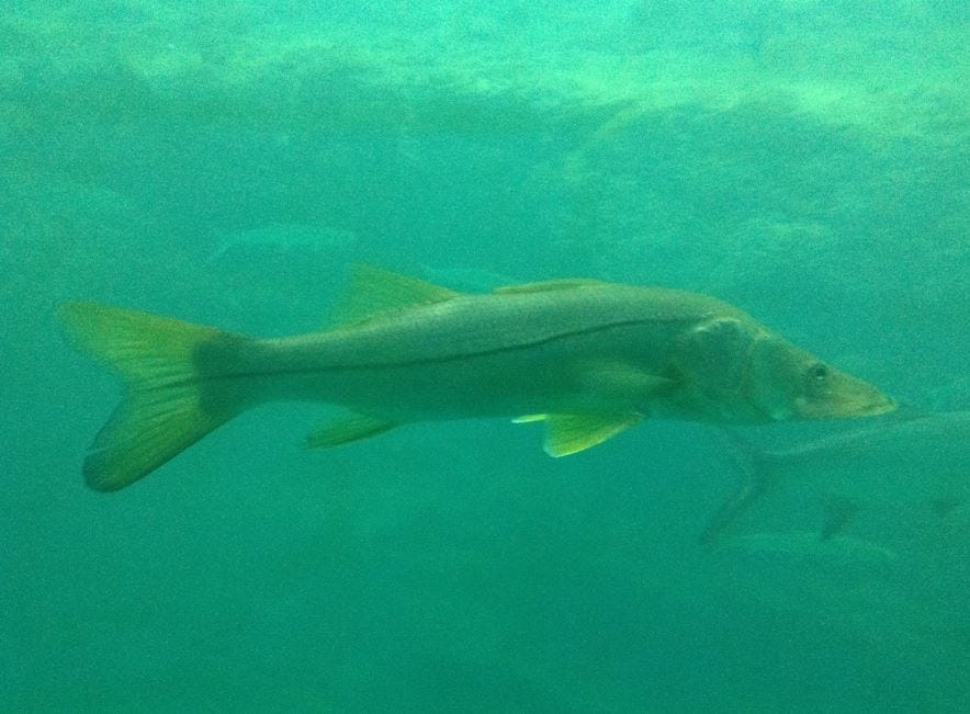 Snook season reopens in Gulf waters | Santa Rosa Press Gazette