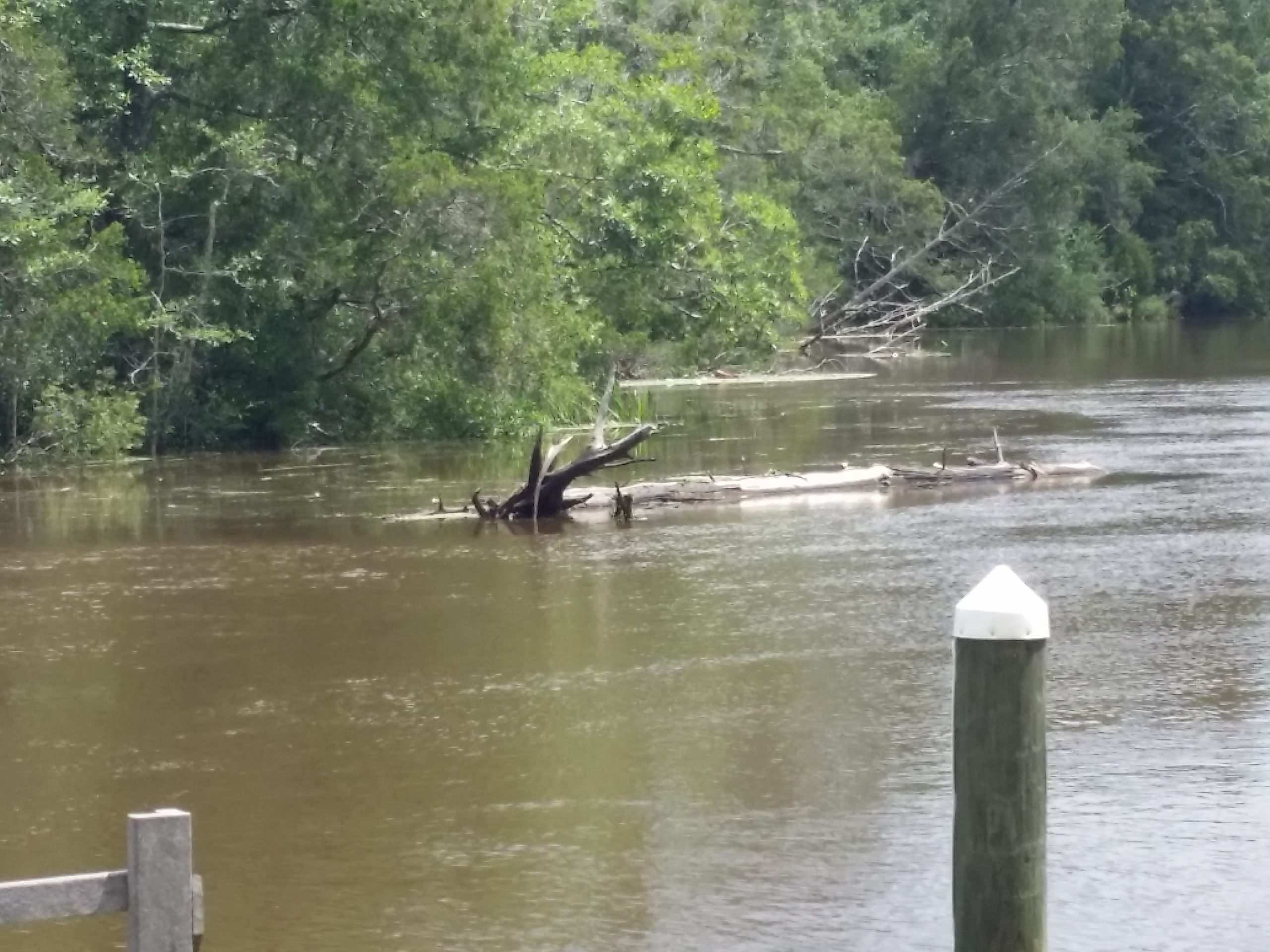 Blackwater flooding recedes; portions of state forest require more work ...