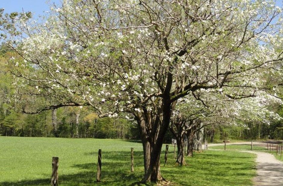Learn about cultivating native trees | Santa Rosa Press Gazette