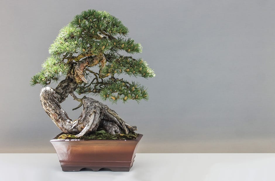 Bonsai tree workshop coming | Santa Rosa Press Gazette