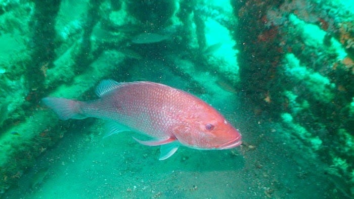 Red snapper season approaches | Santa Rosa Press Gazette
