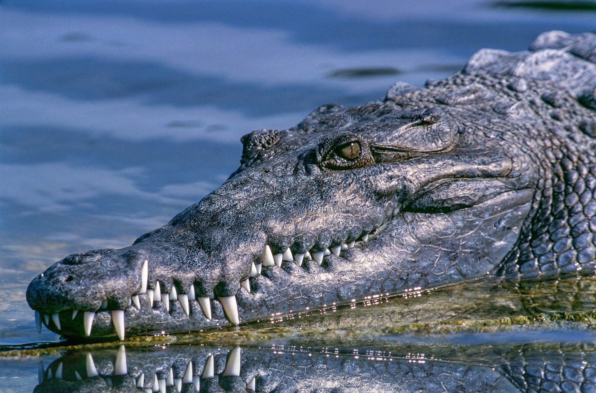 Nuisance alligators at Carpenter's Park | Santa Rosa Press Gazette