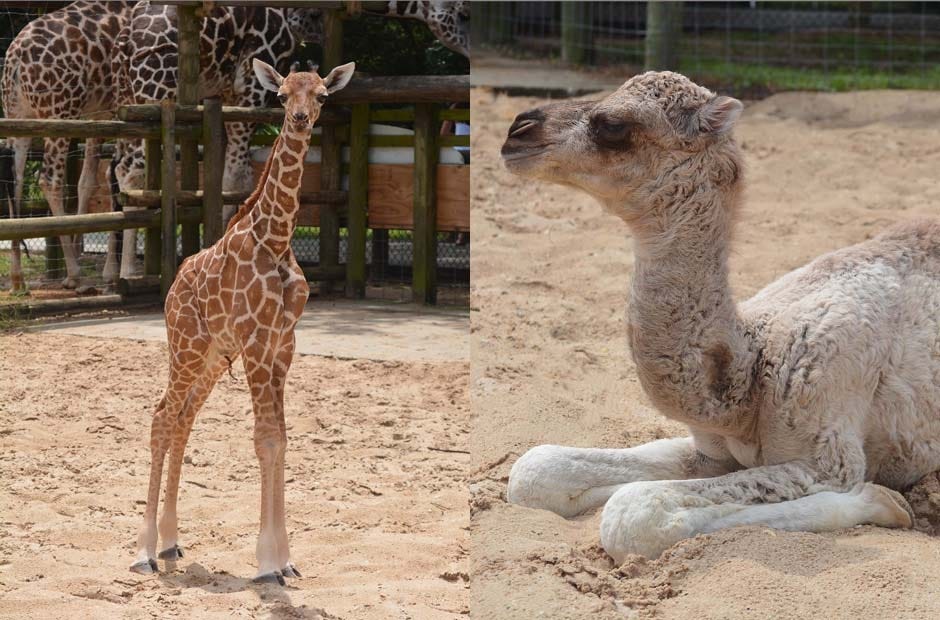 Meet the new summer zoo babies | Santa Rosa Press Gazette