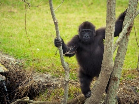 Zoo owner charged with mistreating animals | Santa Rosa Press Gazette