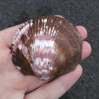Scientists say shells' discolorations aren't oil stains | Santa Rosa ...