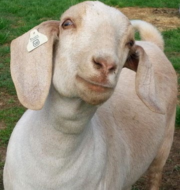 Goat farming is booming with local small farmers | Santa Rosa Press Gazette