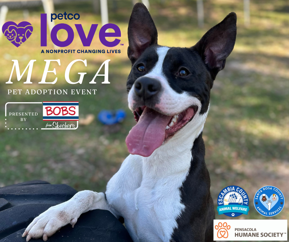 Mega Adoption Event | Santa Rosa Press Gazette