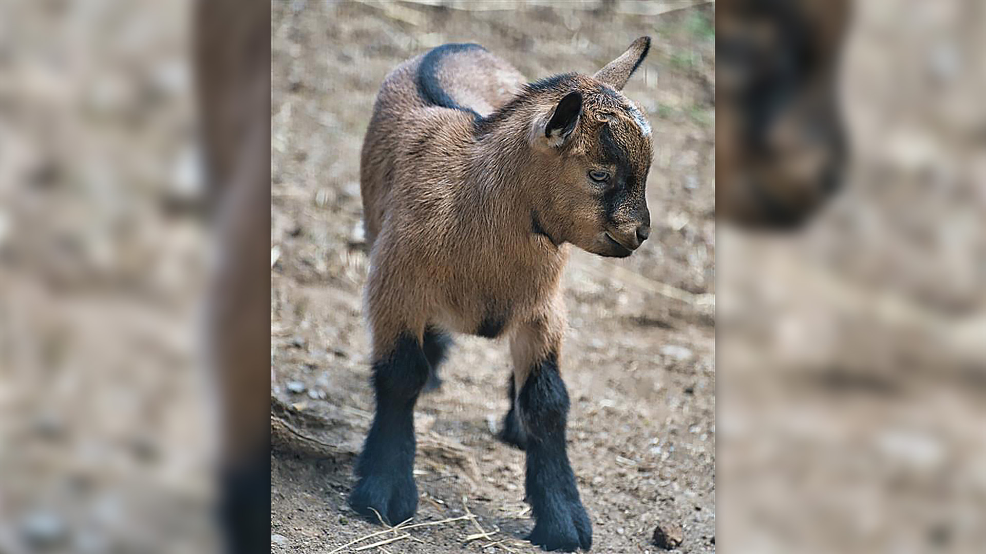 Milton says no to Nigerian dwarf goats in city limits | Santa Rosa ...